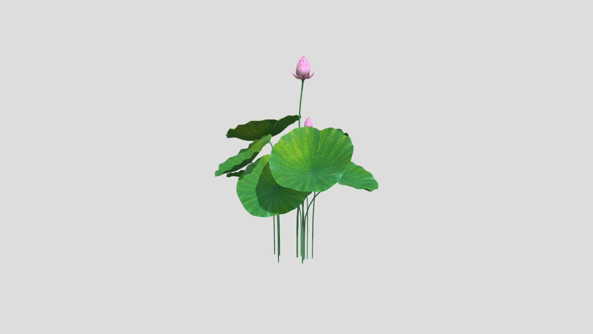 Lotus Cutee - 3D model by catlac8120 [3b400ce] - Sketchfab