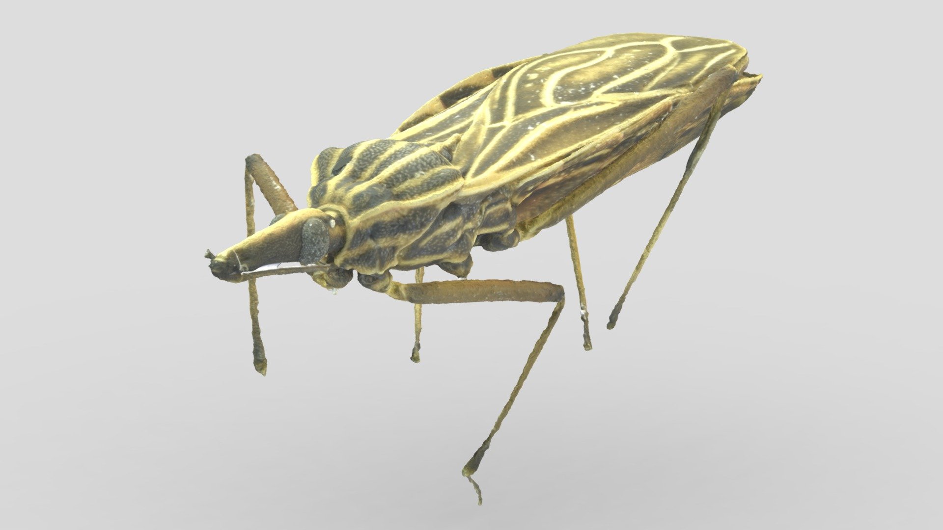 Kissing bug (Rhodnius robustus) - Patasyacu, ECU - 3D model by PUCE ...