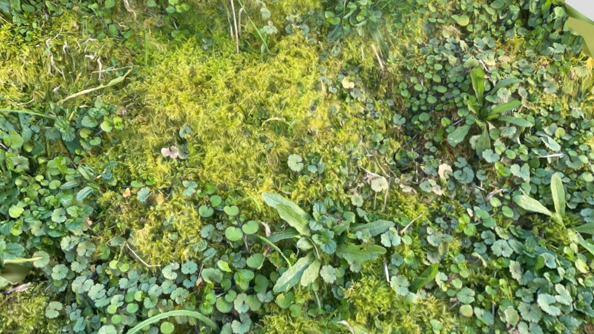 Moss - Download Free 3D model by MattMakesSwords - Scans ...