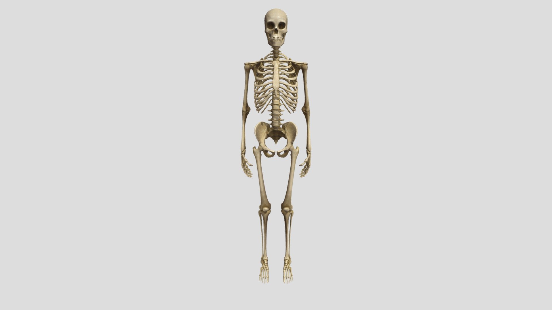 SKELETON - 3D model by ruslang (@ruslangners) [3b68903] - Sketchfab