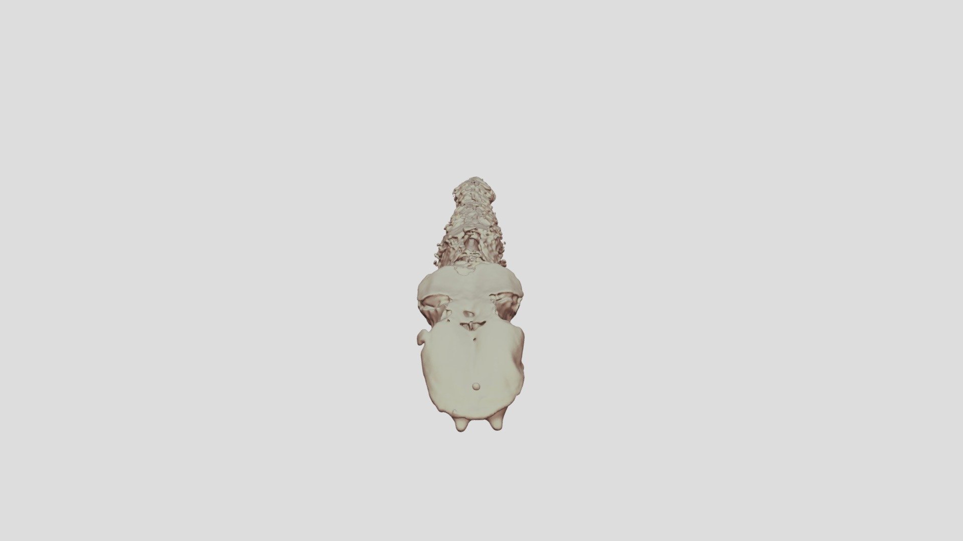 Brain of Xenopus laevis (NF stage 62) - Download Free 3D model by ...