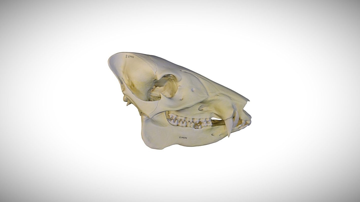 Peccary (ssp. sonoriensis) / CAS:MAM:27444 - 3D model by California ...