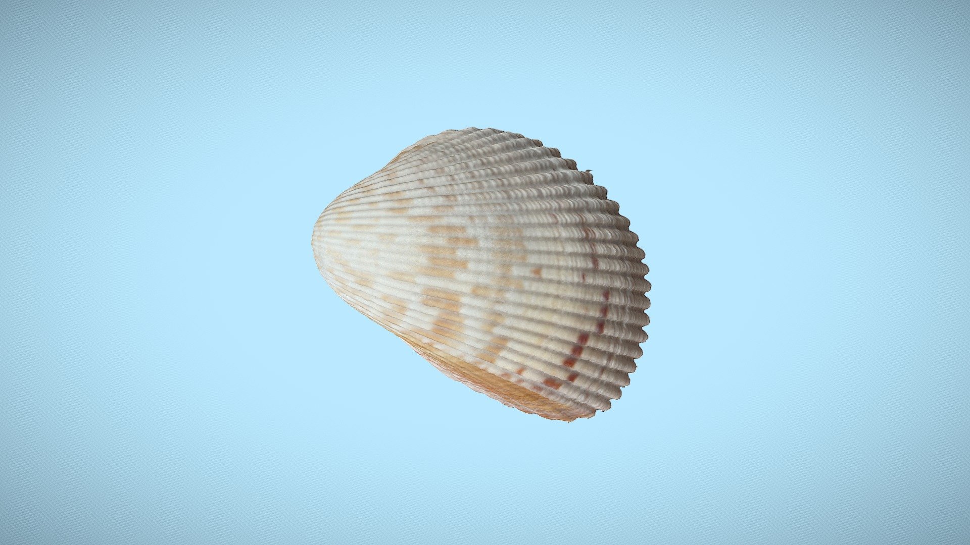 Giant Atlantic Cockle Seashell - Download Free 3D model by olivia ...