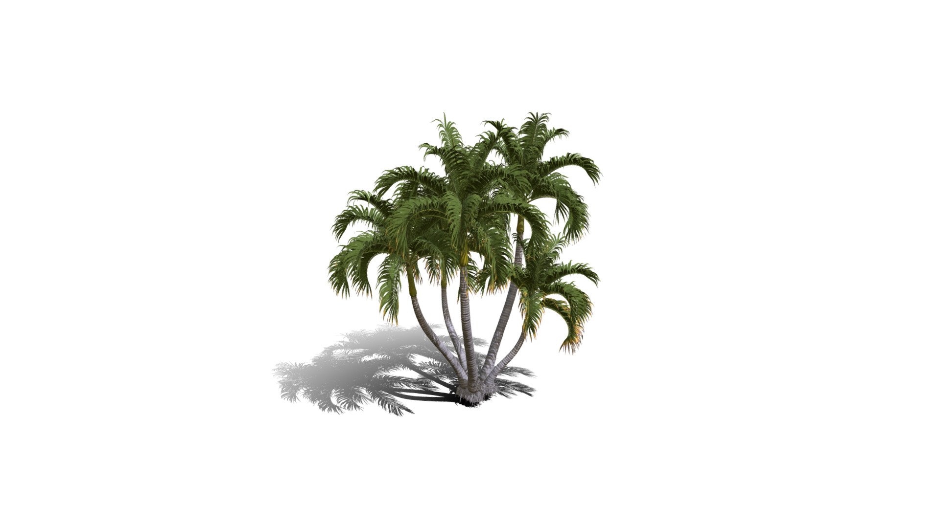 Realistic HD Christmas palm (34/35) - Download Free 3D model by ...