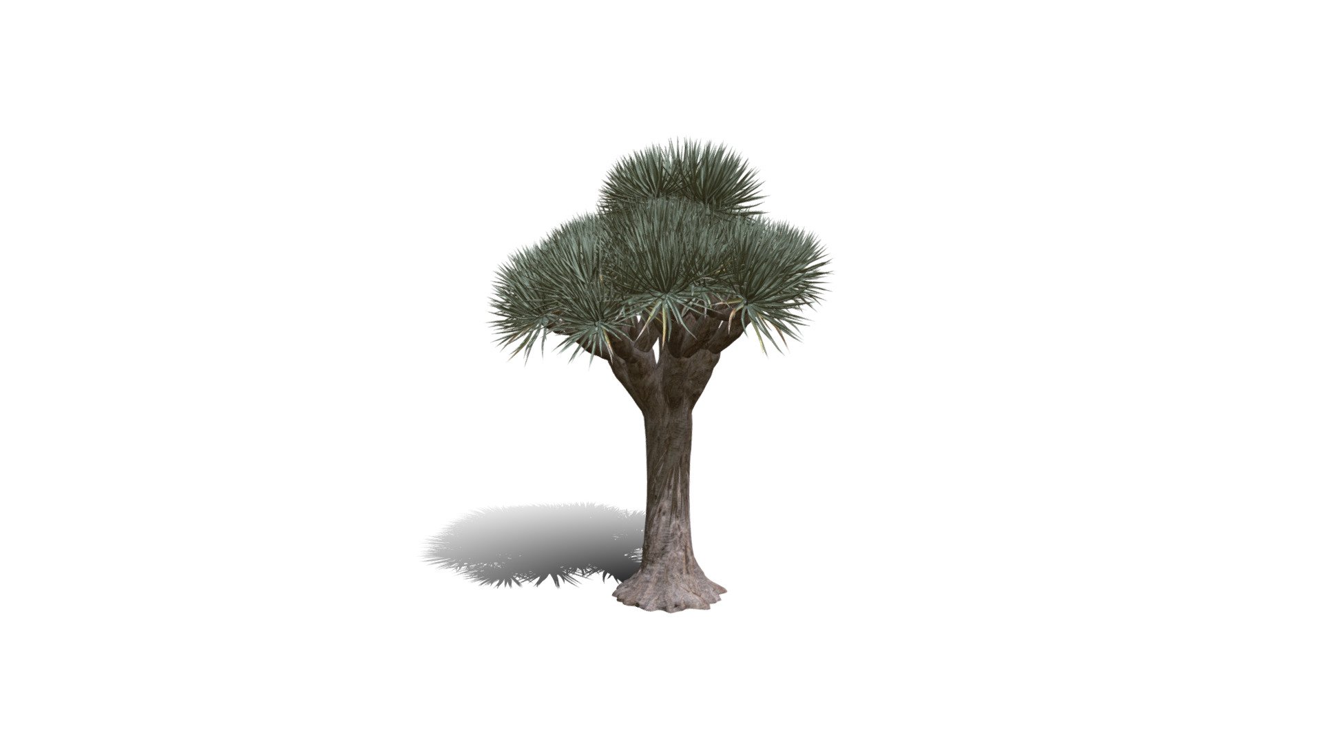 Realistic HD Dragon tree (29/50) - Download Free 3D model by ...