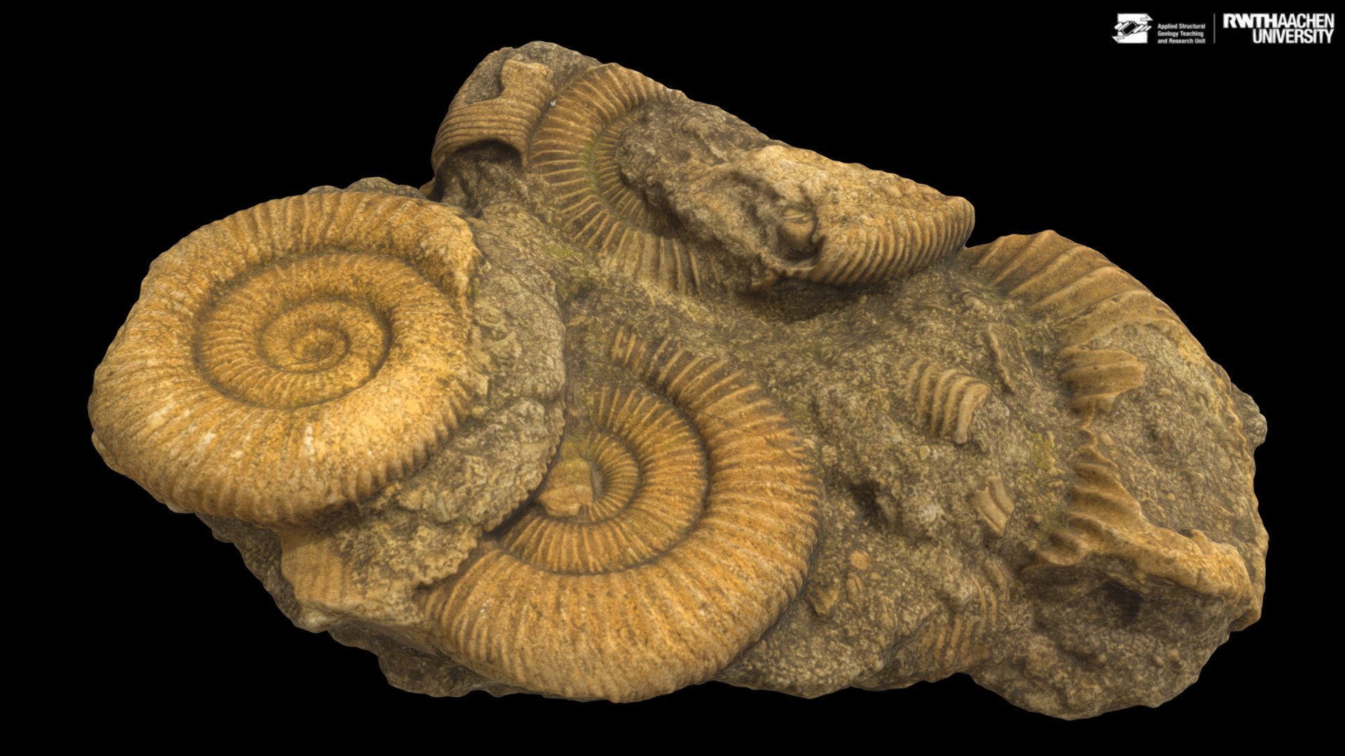 Spcm 21 Fossil 3d Model By Applied Structual Geology Rwth