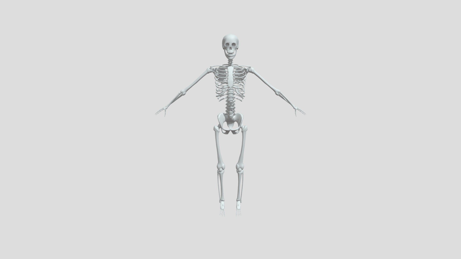 Skeleton - 3D model by isaac.schuster [3b9884f] - Sketchfab