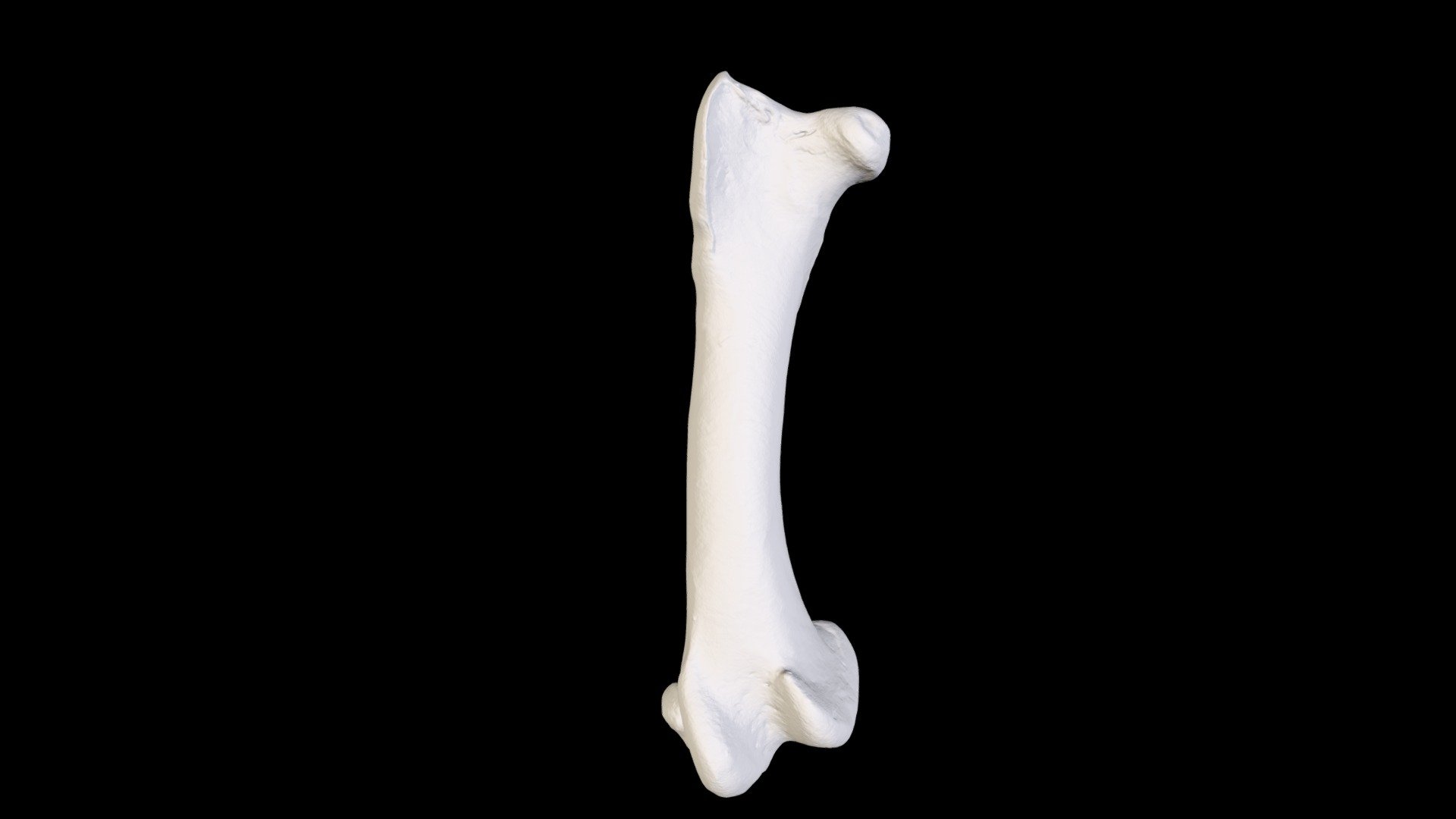Emu (Dromaius novaehollandiae) right femur - 3D model by Auckland ...