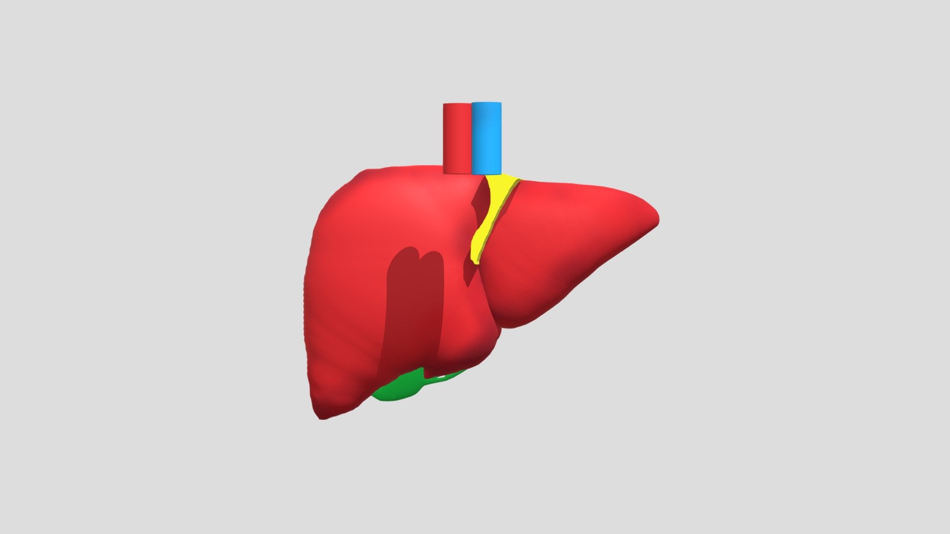 Liver By Jiji - 3D model by kiramkhatibf [3b9f54e] - Sketchfab