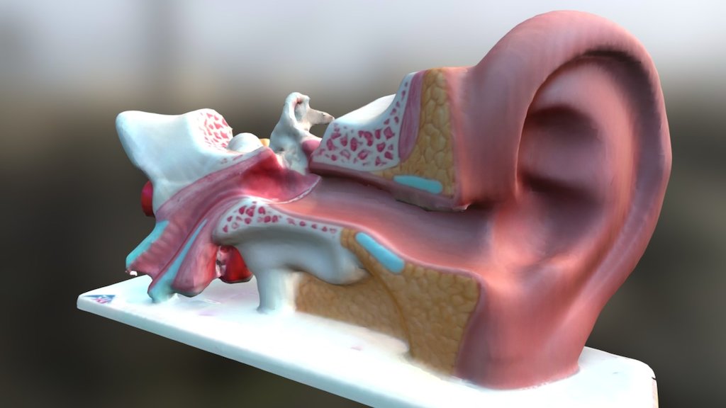 Ear model - 3D model by robstoll [3ba4a55] - Sketchfab
