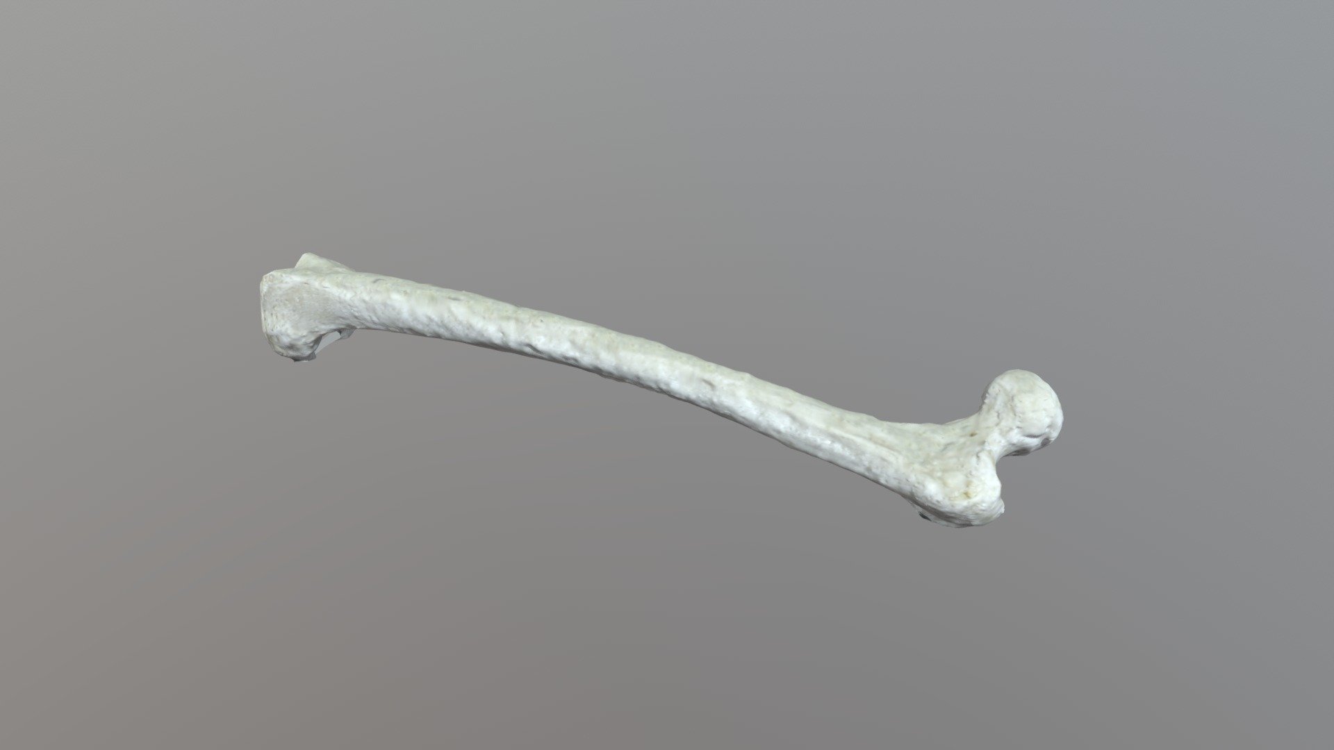 Human Femur - 3D model by Miguel Sanchez (@MiguelSanchez) [3ba96ae ...