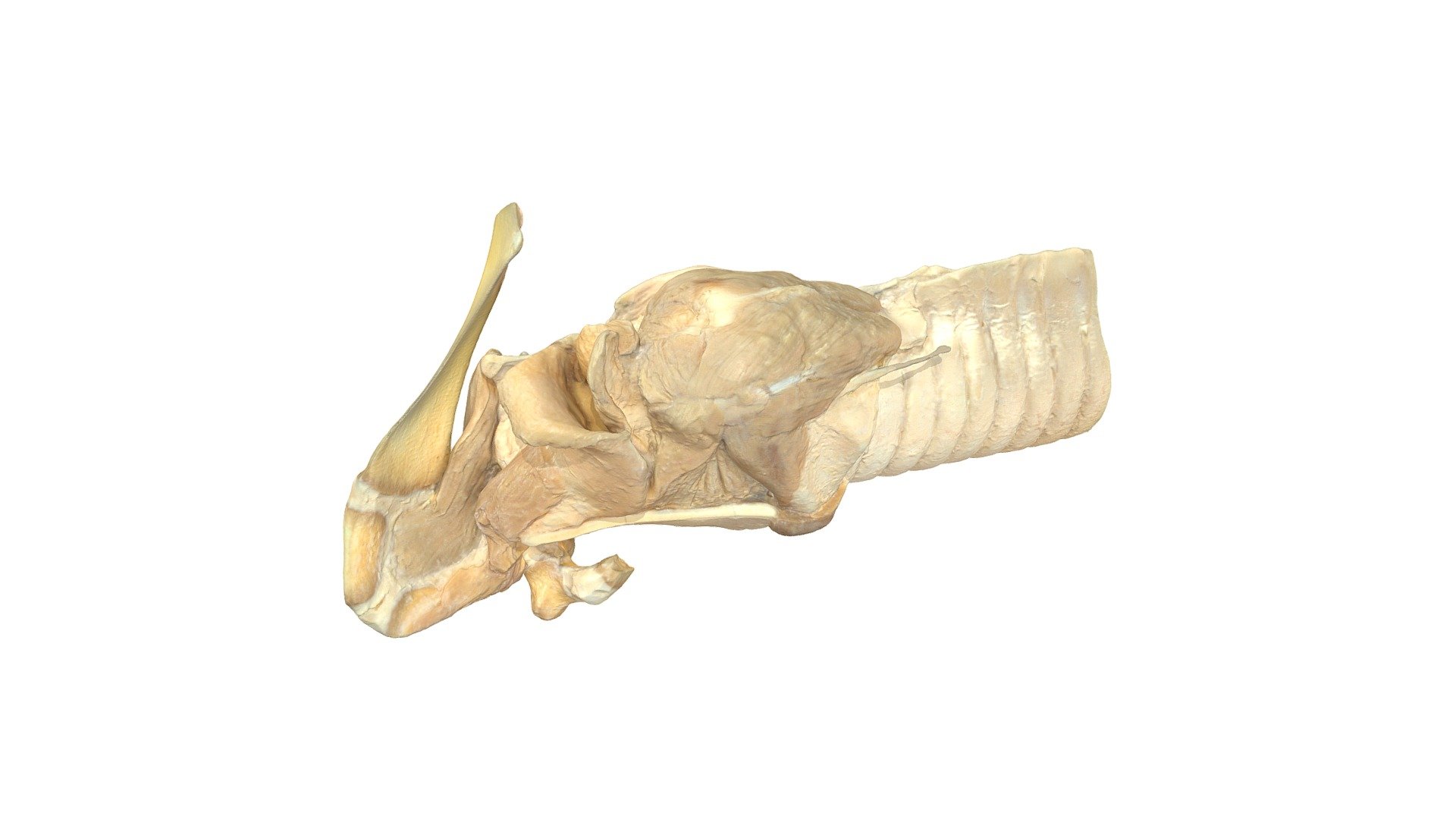 Cow, Larynx (plastinate) - 3D model by Vetanat.UZH [3bb2235] - Sketchfab