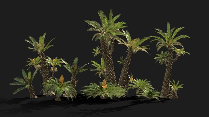Cycad 3D models - Sketchfab