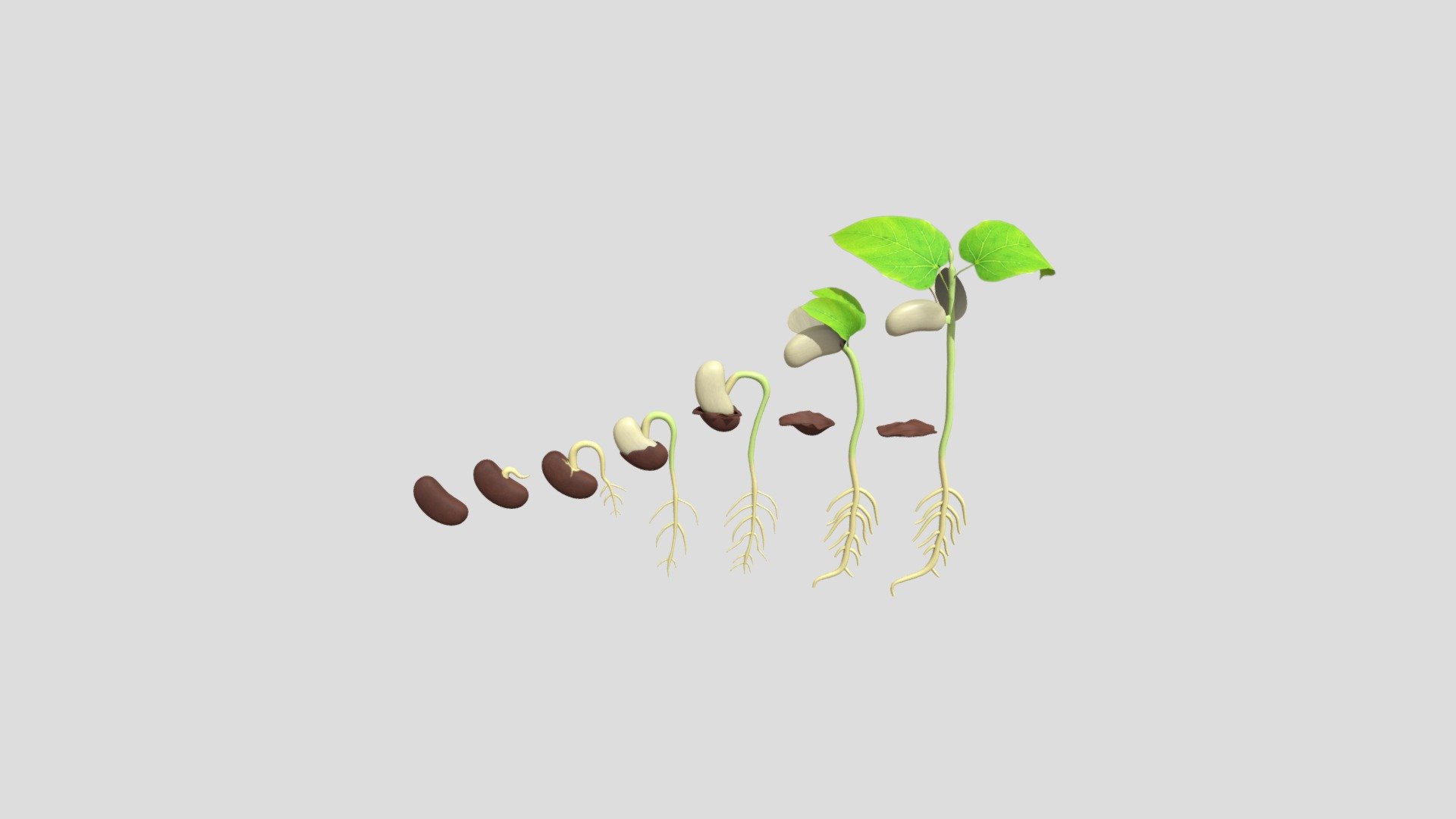Plant seed developement - 3D model by Hue Learn (@huelearn) [3bb4267 ...