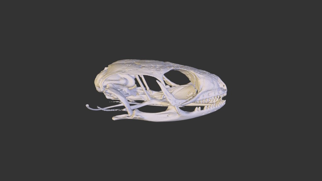Lizard Skulls - A 3D model collection by Museum of Zoology ...