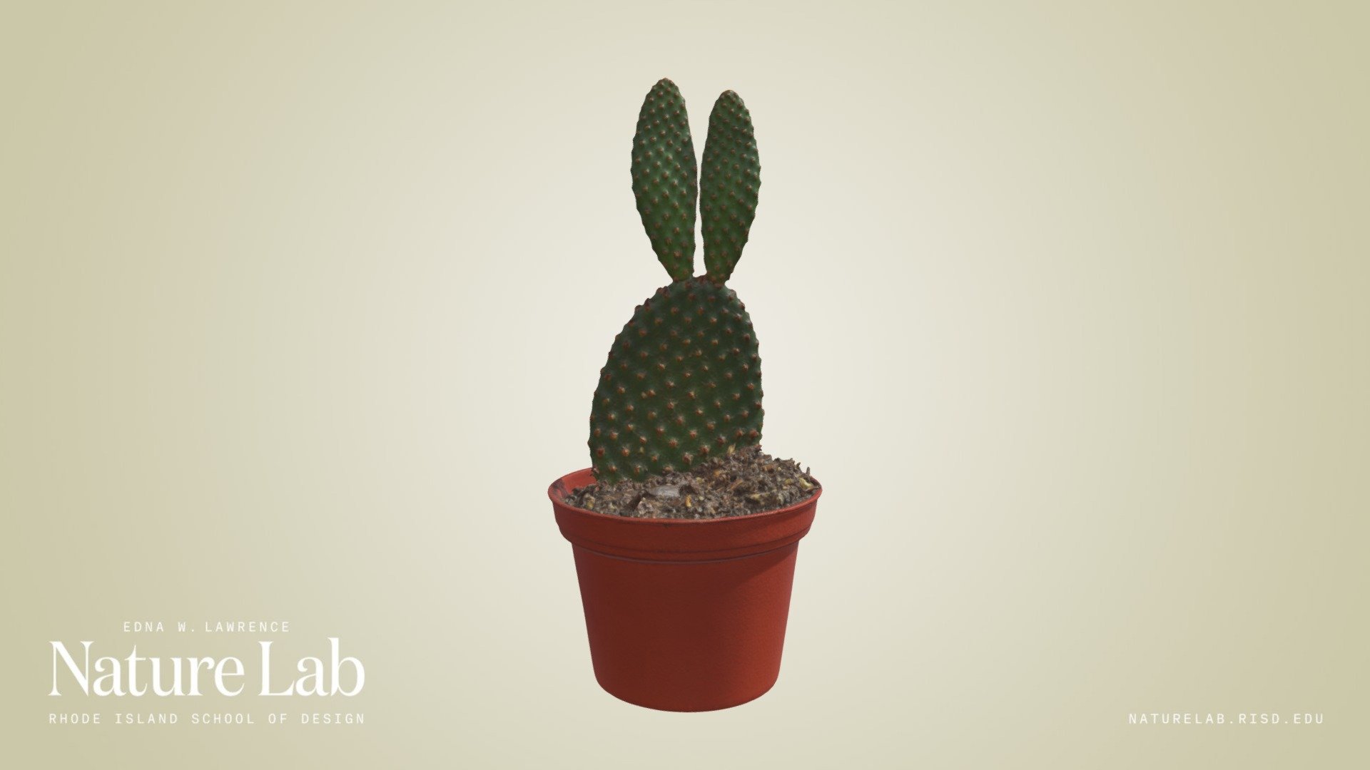 Cactus plant - Download Free 3D model by RISD Nature Lab ...
