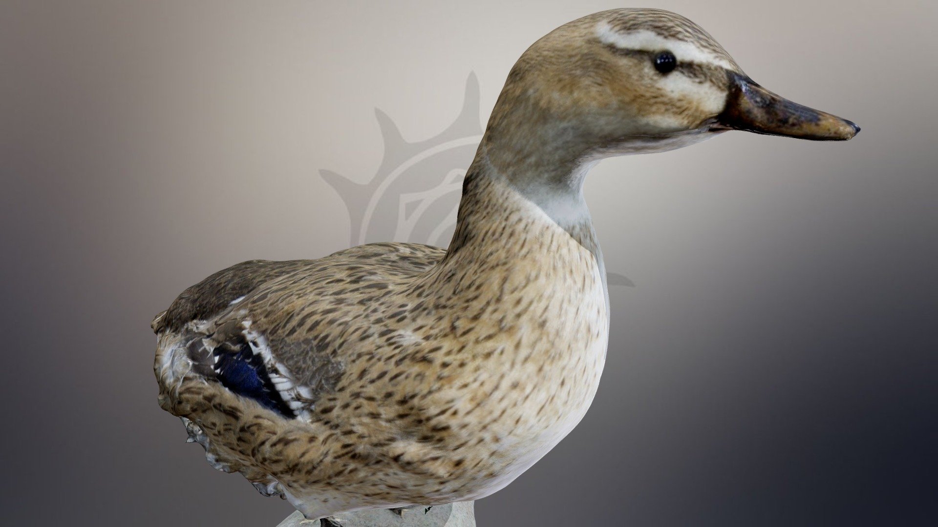 Dom Utka | Domestic duck - Download Free 3D model by darwinmuseum.ru ...