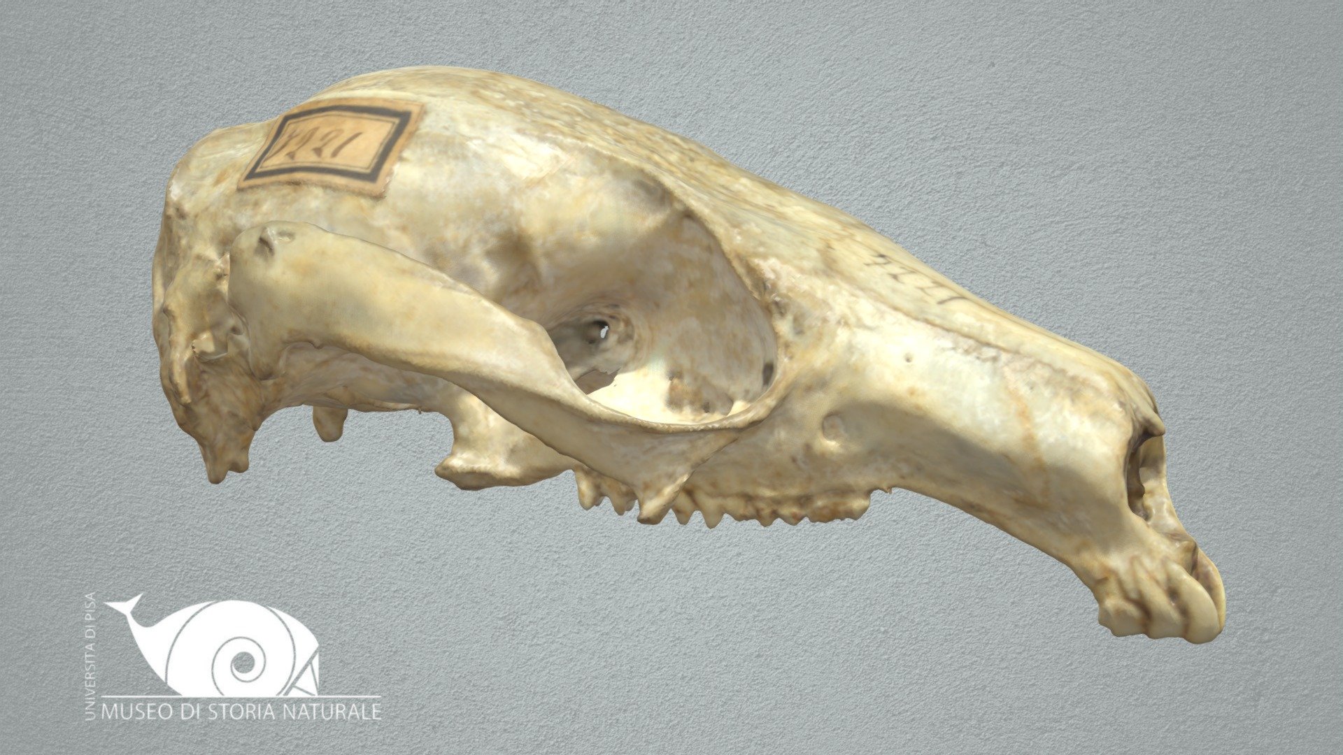 Tasmanian pademelon - 3D model by Natural History Museum, University of ...