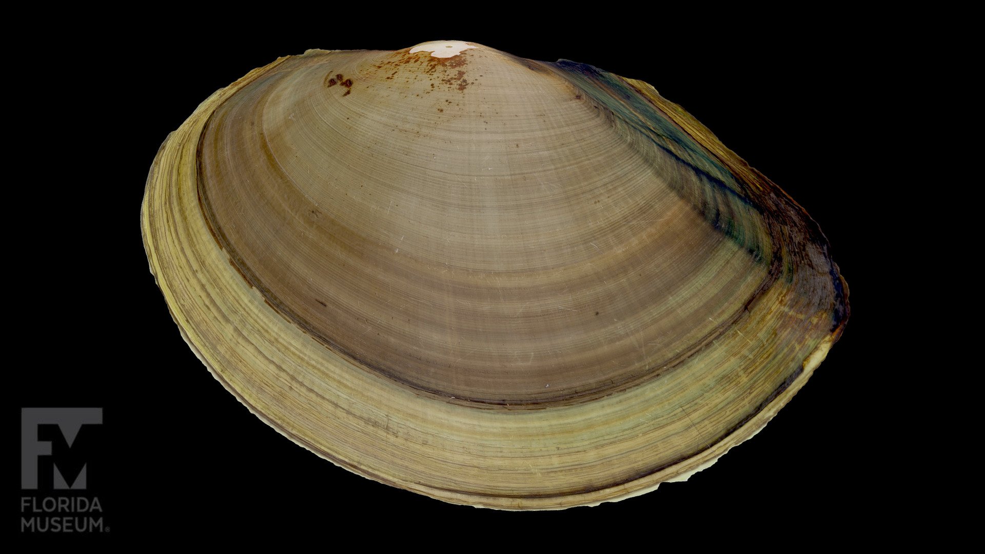 Cypress Floater - Freshwater Mussel - 3D model by FloridaMuseum ...
