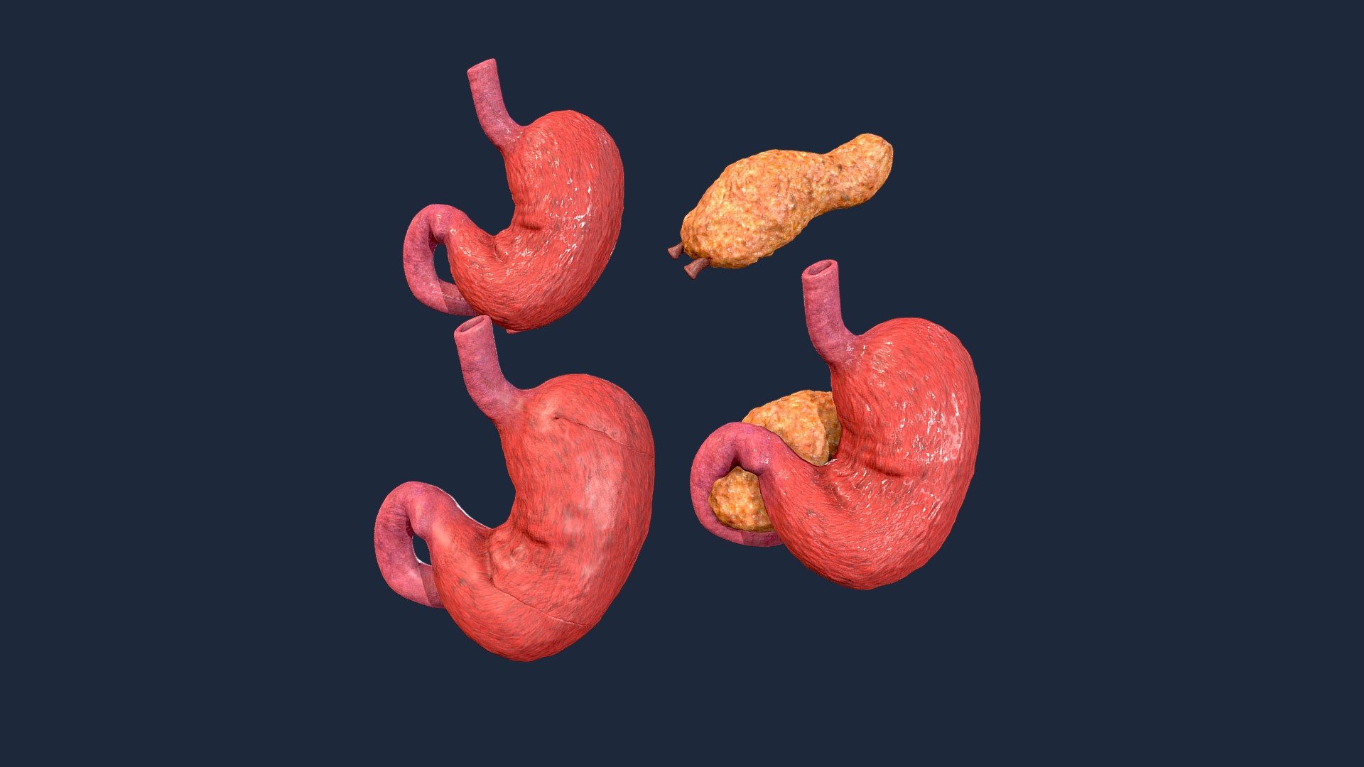 stomach + pancreas + dissection + animation - Buy Royalty Free 3D model ...