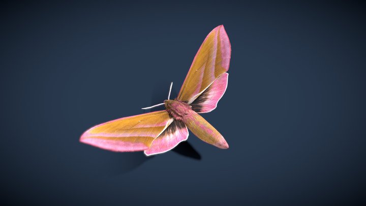 Moths 3D models - Sketchfab