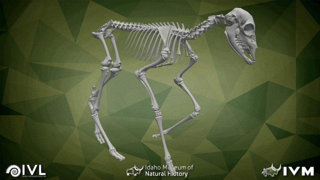 Mule Deer Juvenile R-2364 - 3D model by Idaho Virtualization Laboratory ...