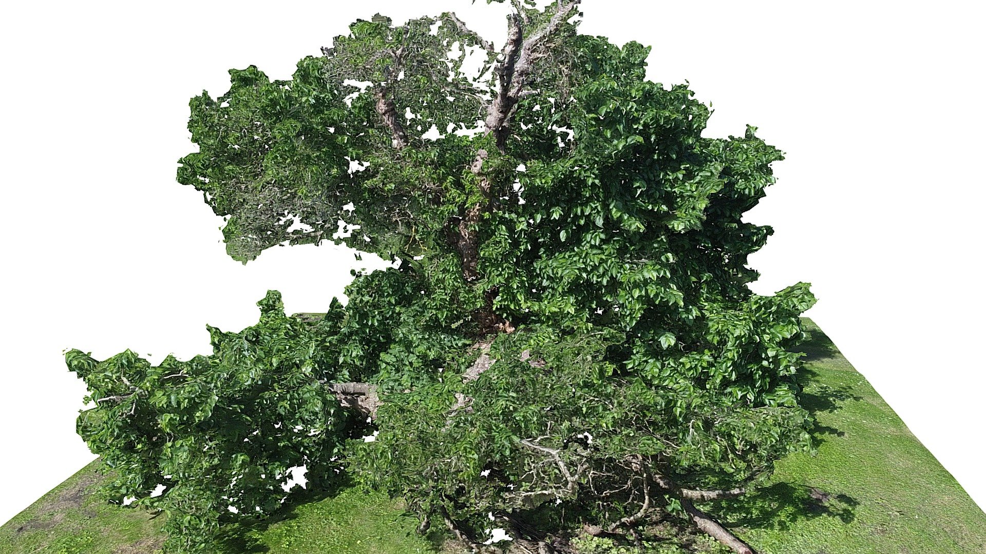 King's Orchard Mulberry Tree - 3D model by Rochester Cathedral (@rochestercathedral) [3bcafd6 ...