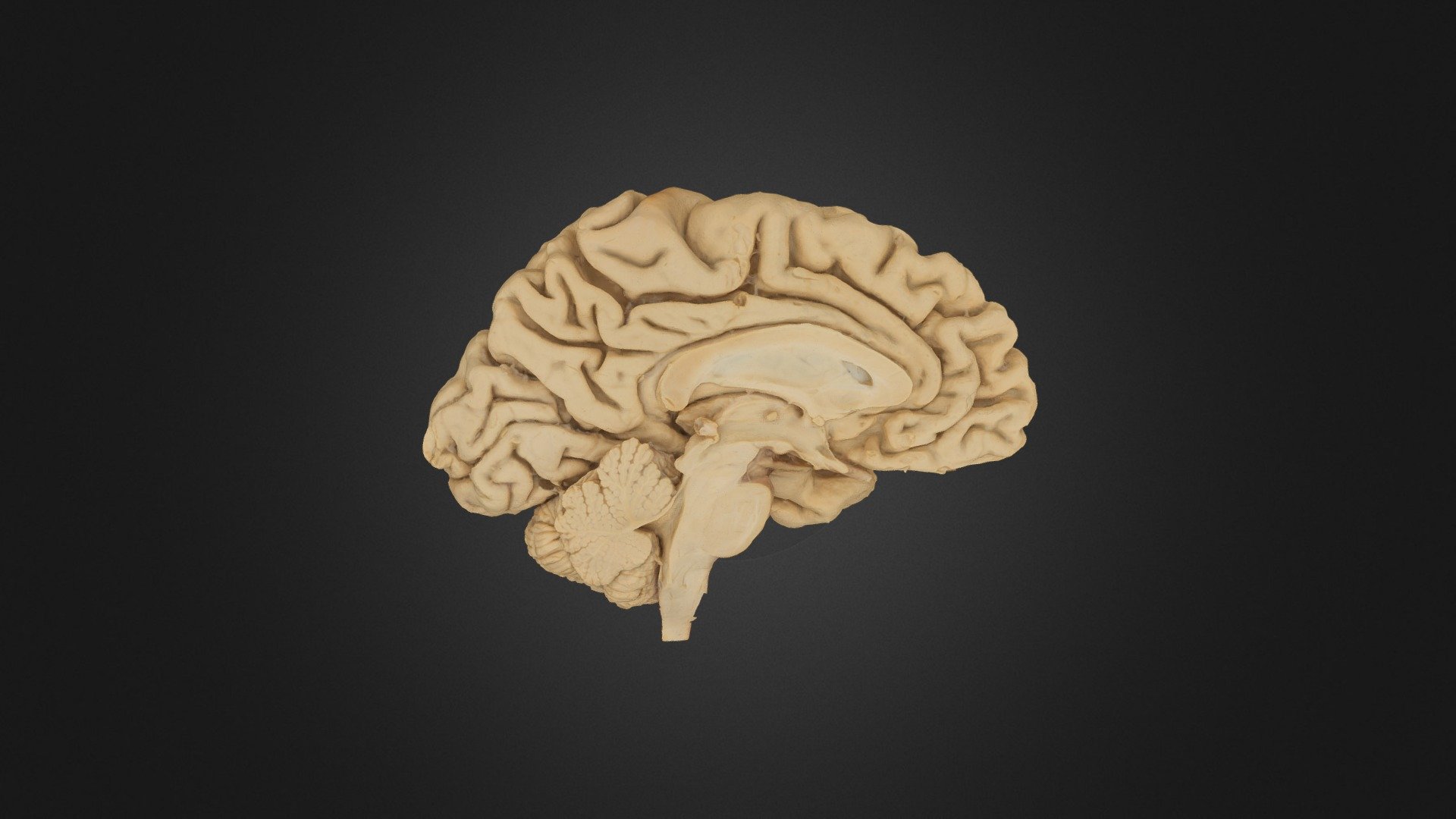 Hemi-Brain with Cerebellum - 3D model by UBC Medicine - Educational ...