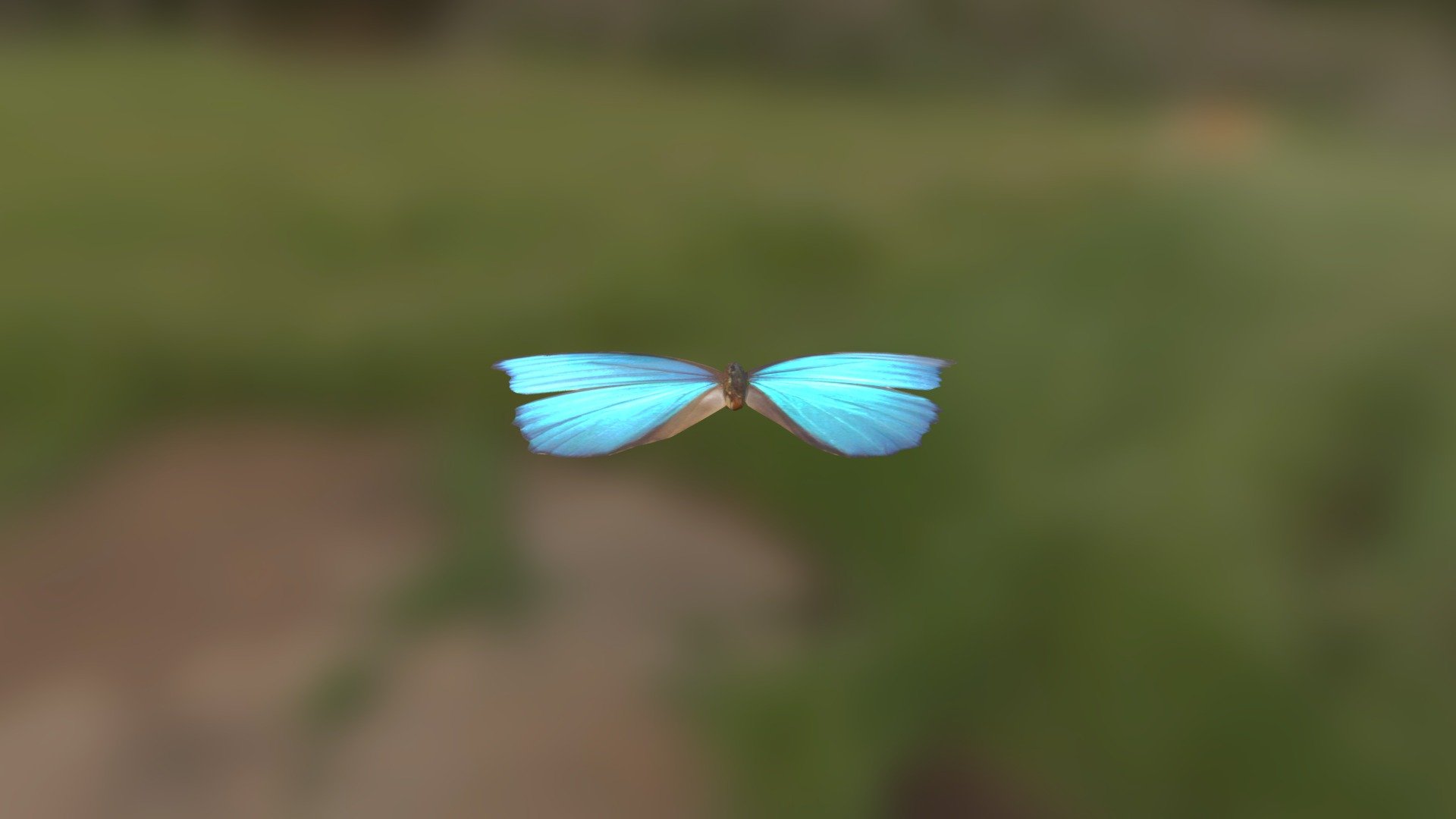 Blue Morpho - 3D model by JakobEriksson [3bd543a] - Sketchfab