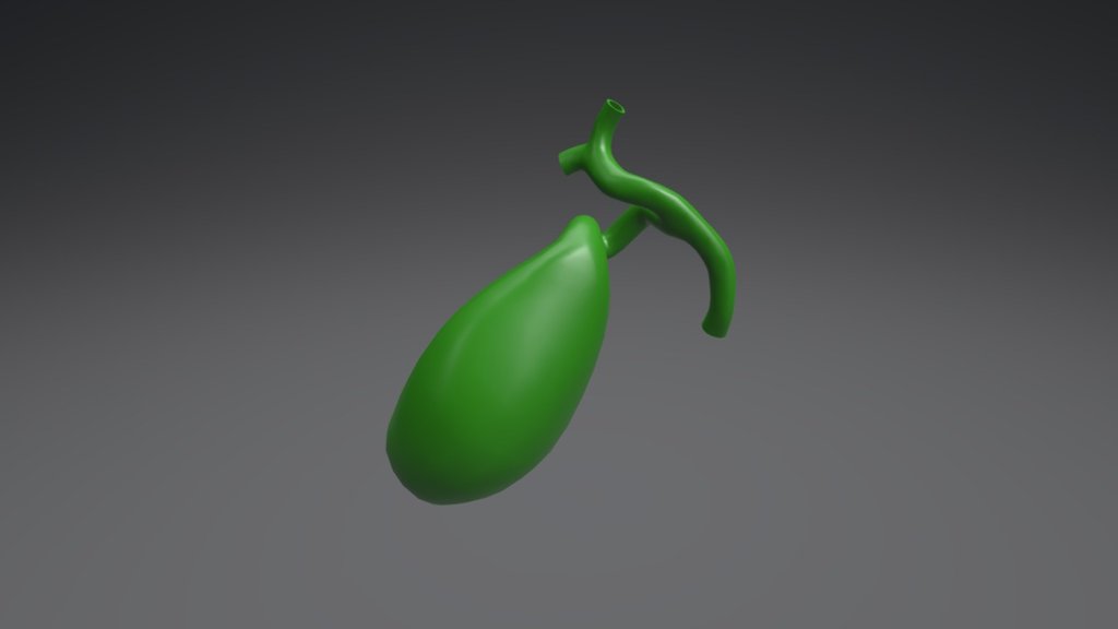 Gall Bladder and ducts - 3D model by pizawl [3bd69a8] - Sketchfab