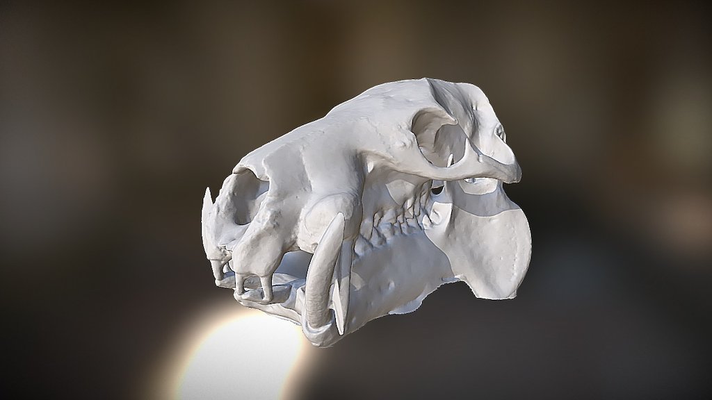 Pygmy Hippo Skull