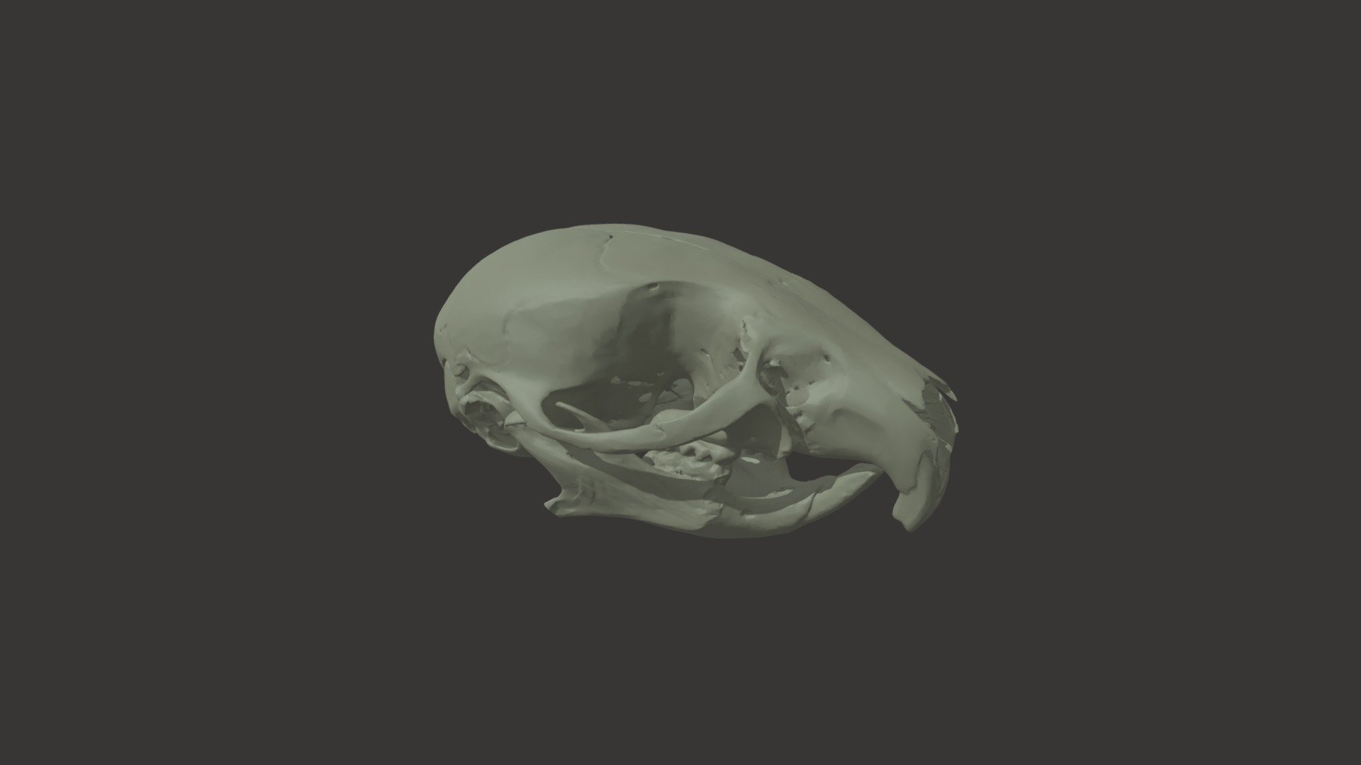 Mouse Skull 3D Model CA22001 - 3D model by lvdewar [3bda6f2] - Sketchfab