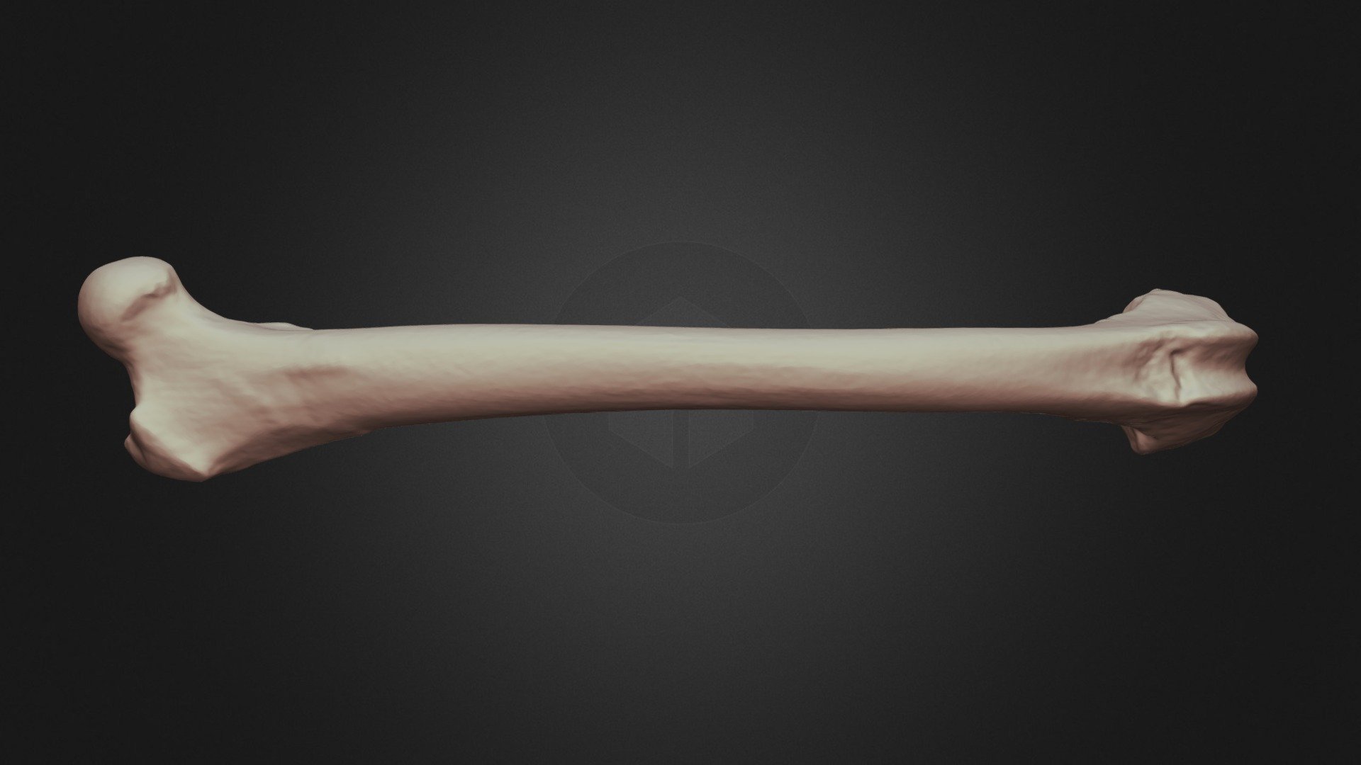 Vulpes vulpes (Red Fox) Right Femur - 3D model by Lakehead Anthropology ...
