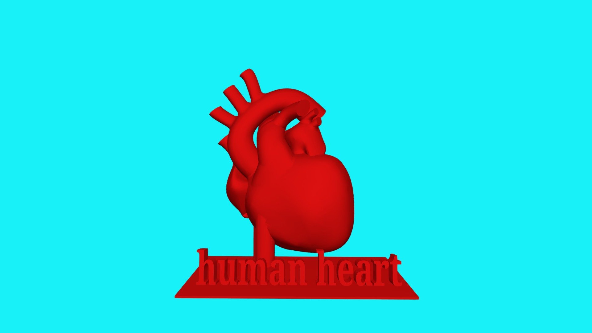 Human Heart Model - 3D model by zoeyg12 [3be1fb2] - Sketchfab