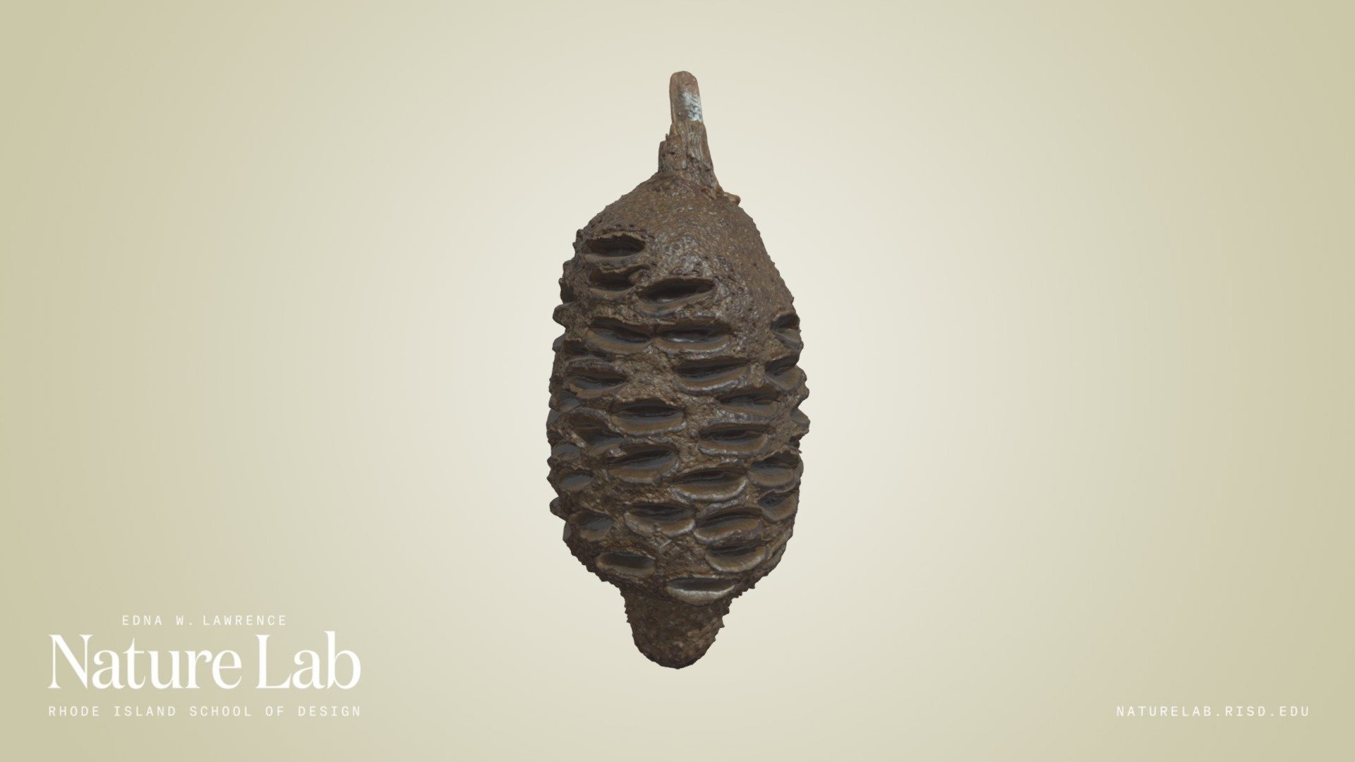 Giant Banksia Seed Pod - Download Free 3D model by RISD Nature Lab ...