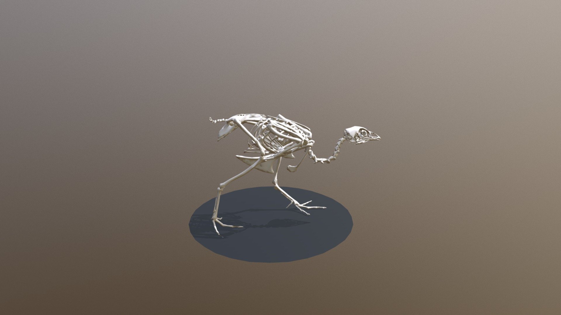 Walking quail skeleton - 3D model by Benoit Gagnier (@BenoitGagnier ...