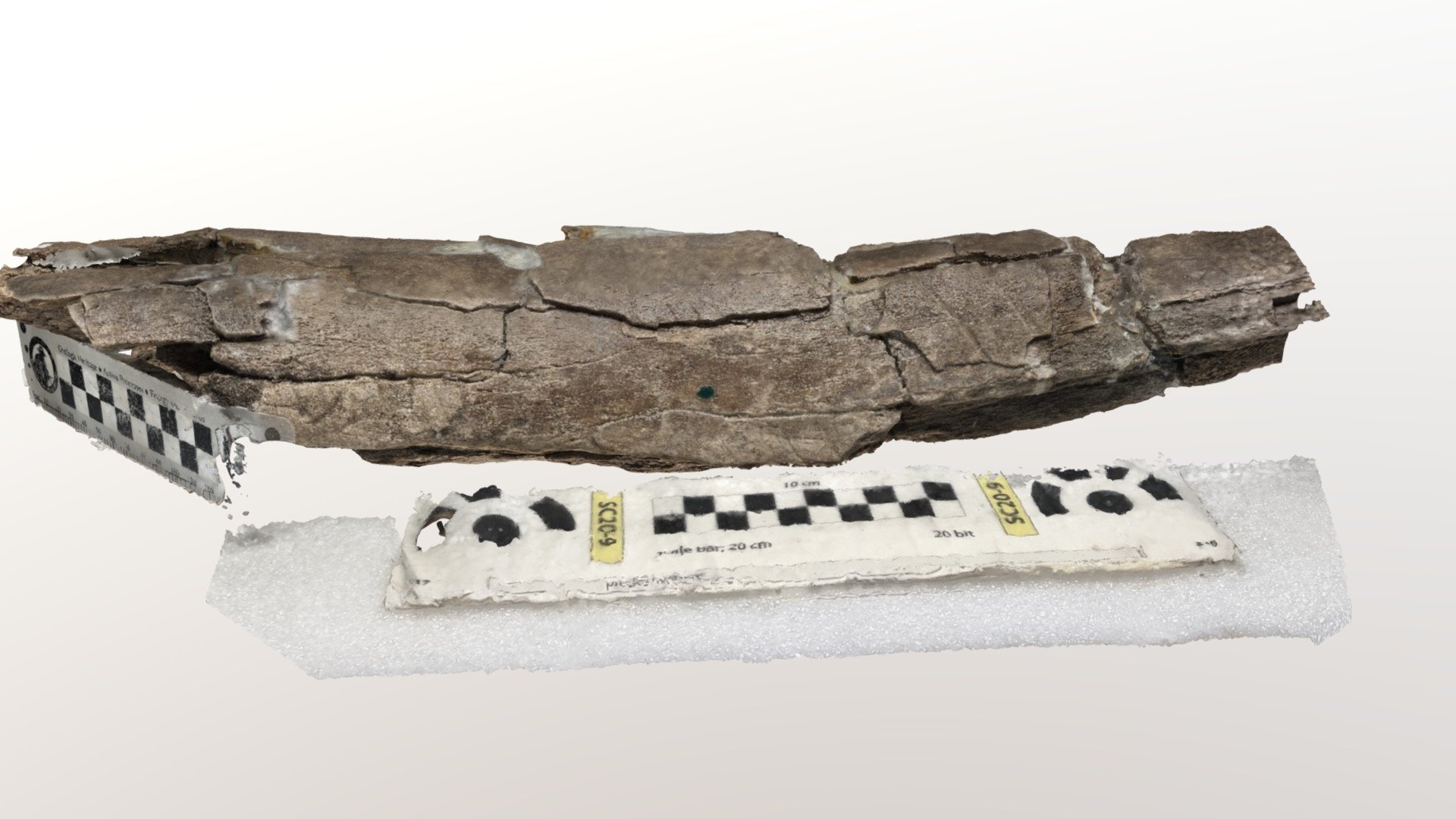 Balaeonoptera floridana pathological mandible - Download Free 3D model ...