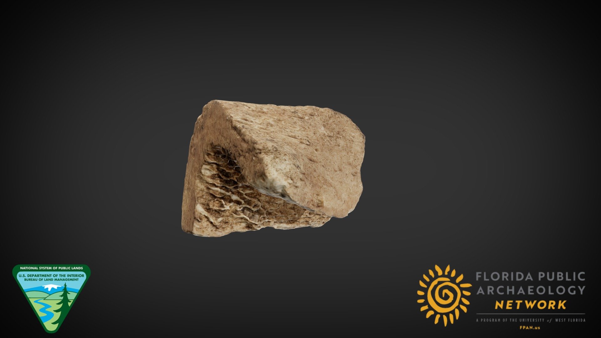 Butchered Bone - Download Free 3D model by Florida Public Archaeology ...