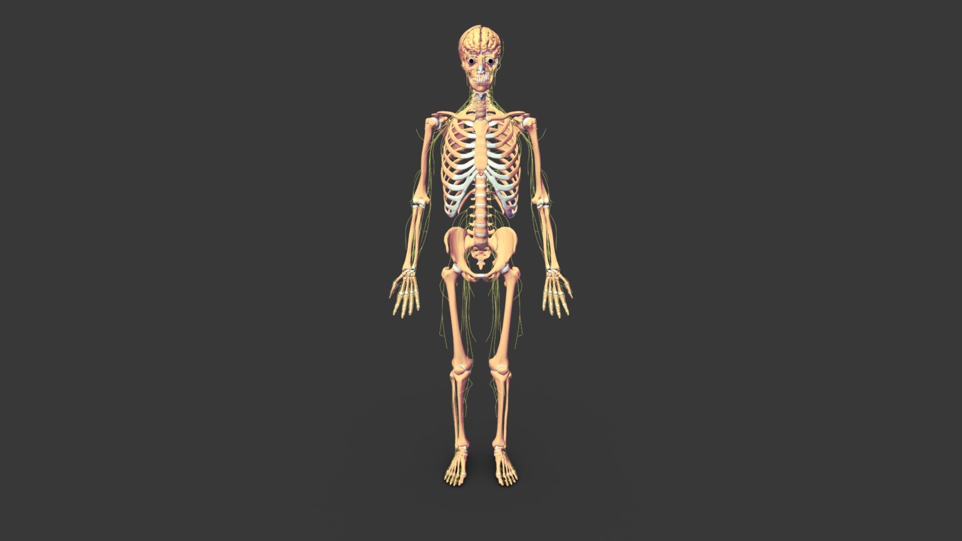 Neurology - Download Free 3D model by Z-Anatomy [3bfe9ac] - Sketchfab
