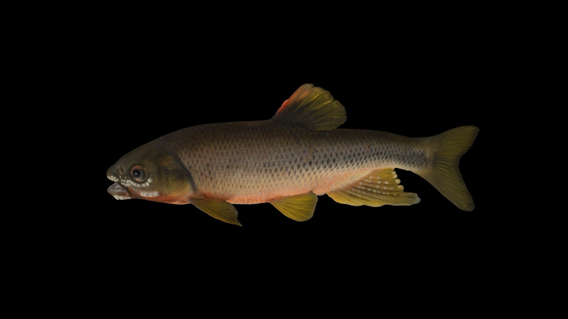 CC0 カワムツ 🐟 ♂ Dark Chub, N. temminckii - Download Free 3D model by ffish ...