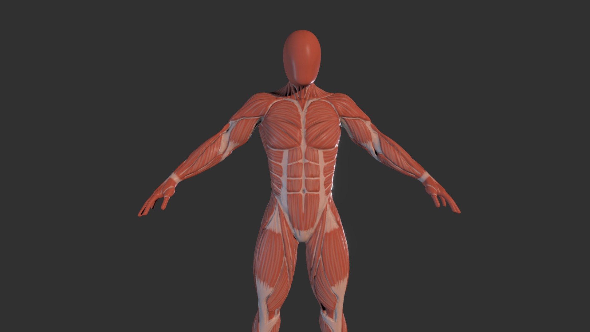2284_LEGROSCOLLARDFloriane_MaleMuscle - Download Free 3D model by ...
