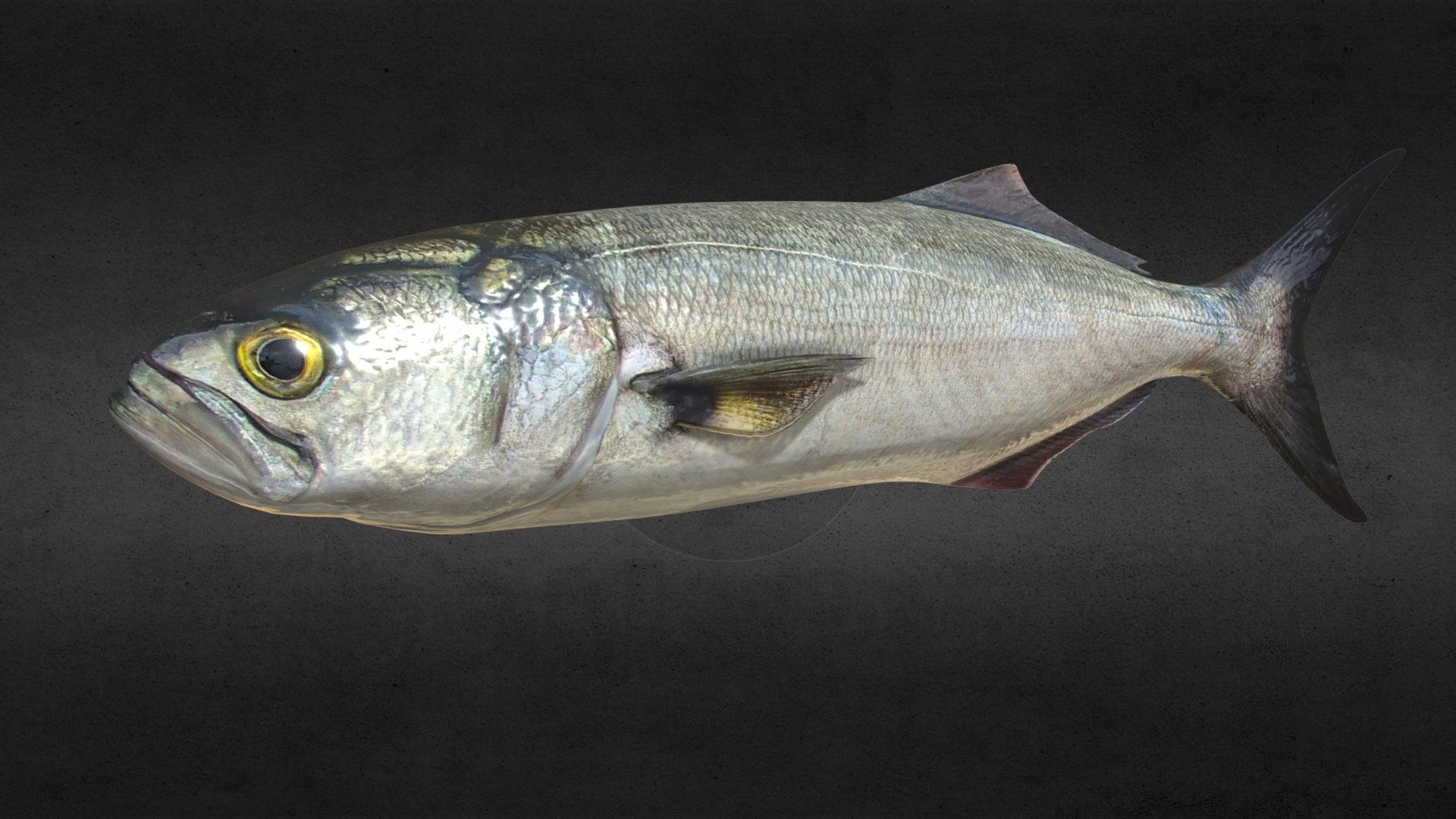 BlueFish - 3D model by 3dsam79 [3c007d2] - Sketchfab