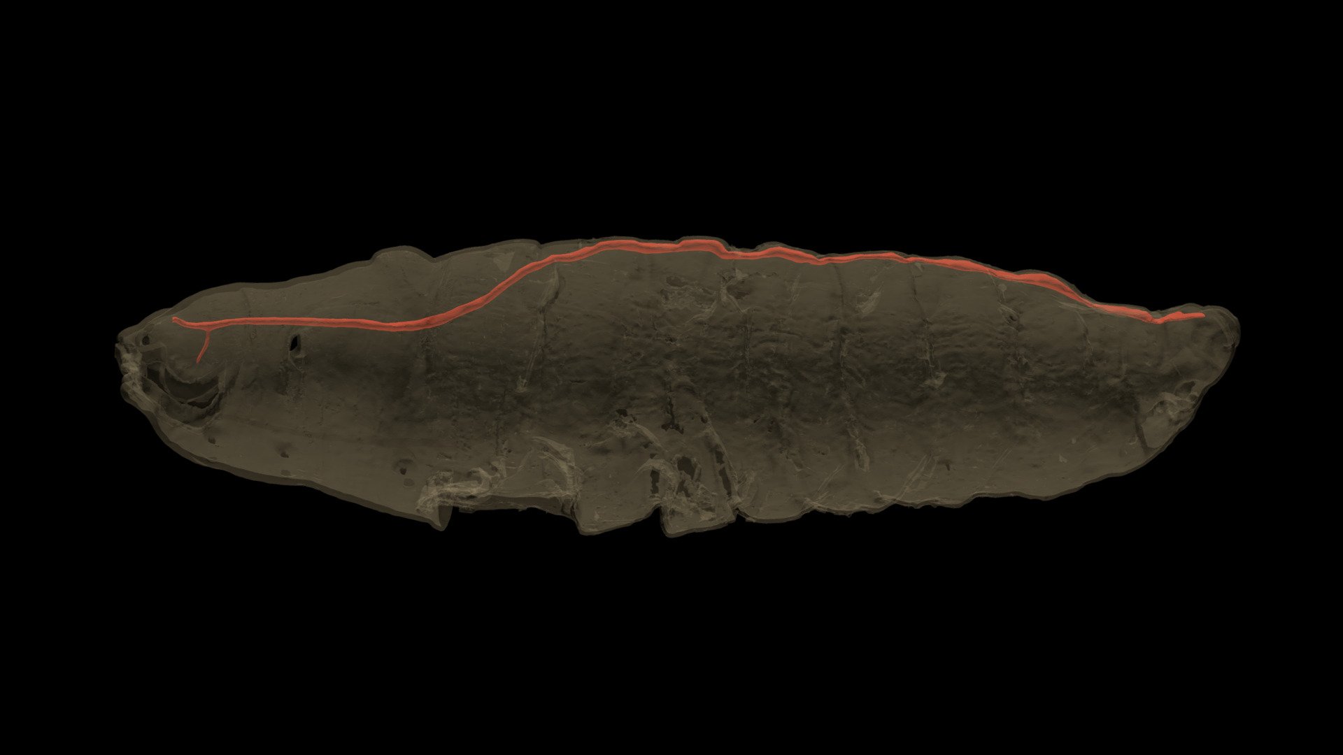 Model 9: Male larva, circulatory system. - 3D model by Entomology Group ...