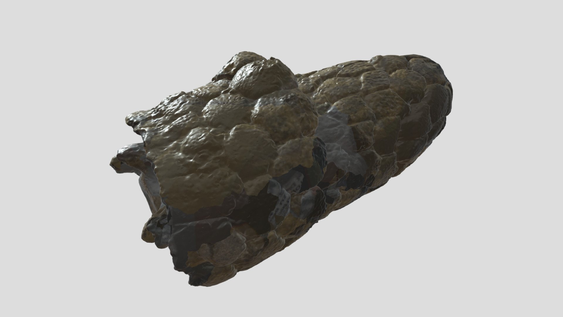 Glyptodon clavipes PIMUZ AV/463 - 3D model by Palaeontological ...