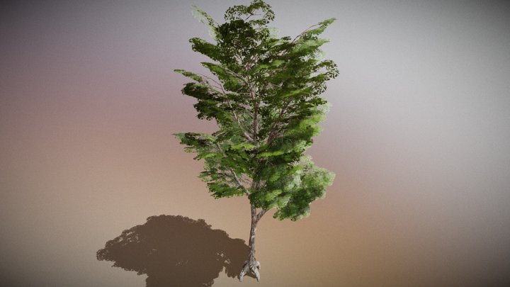Realistic-plant 3D models - Sketchfab