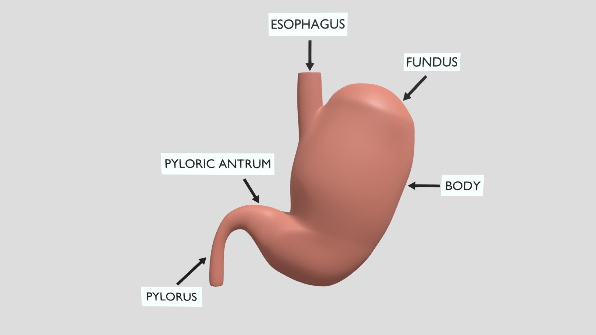 Cat's Stomach - 3D model by Faiqal_x1103 [3c1c86a] - Sketchfab