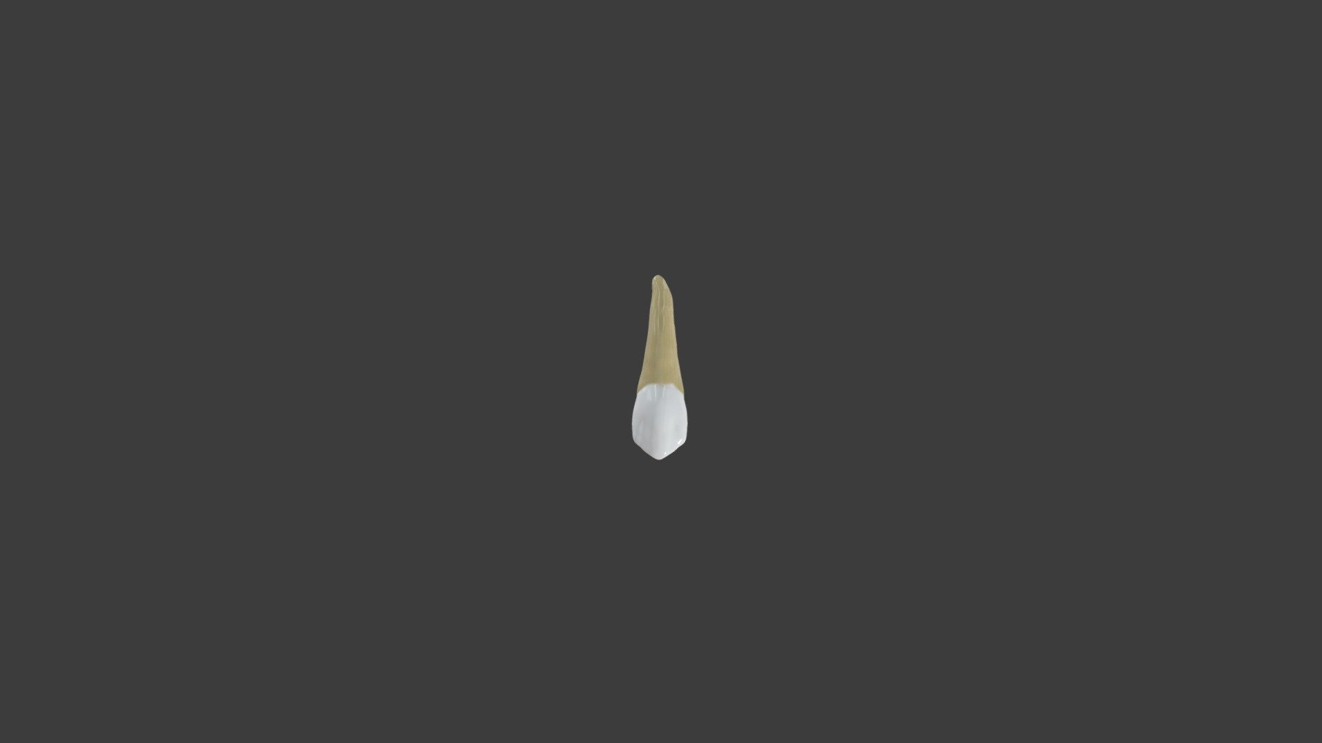 Maxillary 1st Premolar - 3D model by Ahmed Mahrous (@drahedmahrous ...