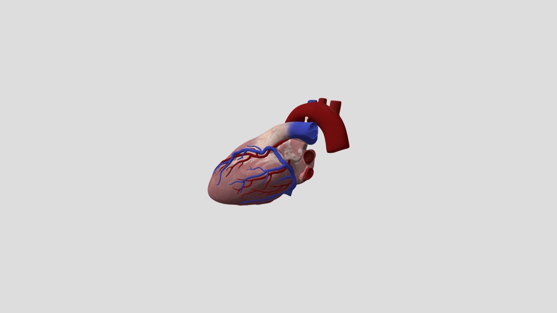 Heart - Download Free 3D model by R1SH (@scorpionrider001) [3c29199 ...