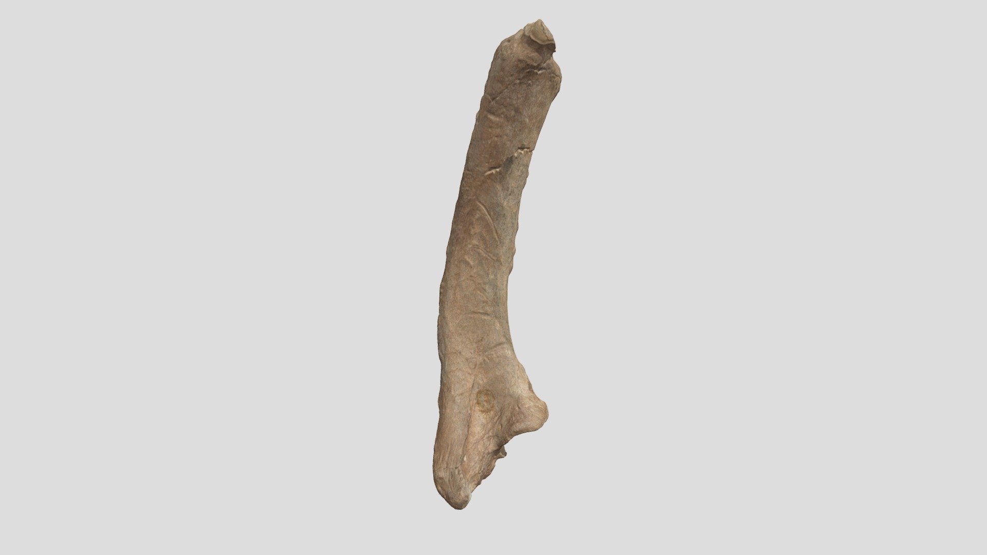 Giant Ground Sloth Ulna - 3D model by UIPaleoRepository [3c2c81c ...