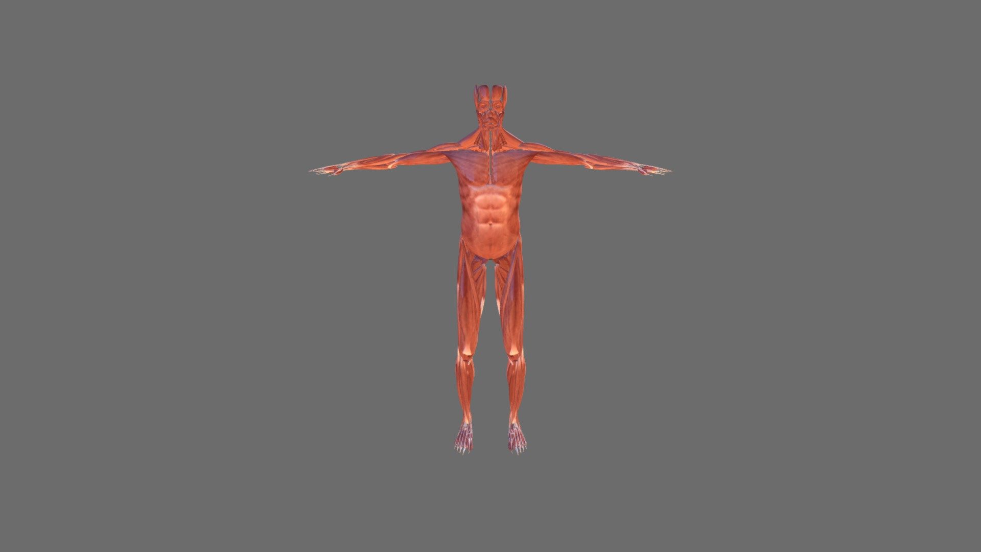 muscle - Download Free 3D model by ttl-admin [3c2d1c5] - Sketchfab
